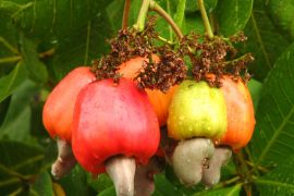 Sabrosa delicia con el dulce de cajuil - A&B Masters