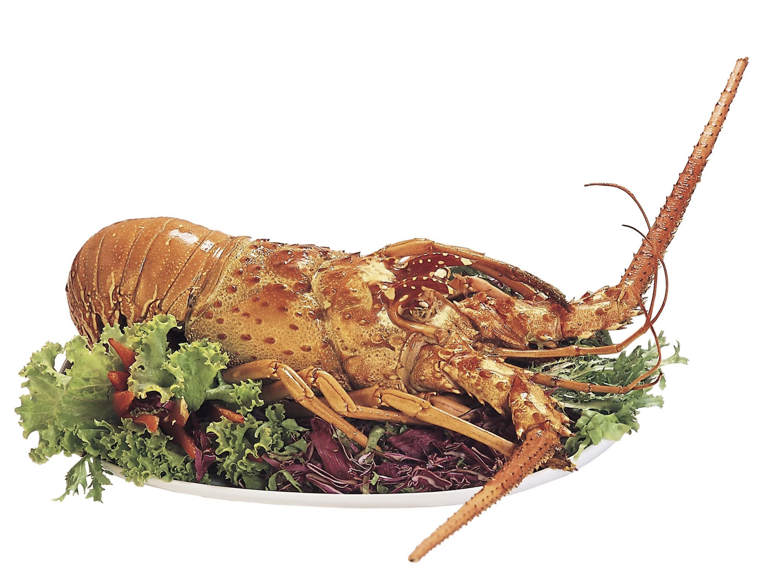 Respetemos la veda de la langosta - A&B Masters